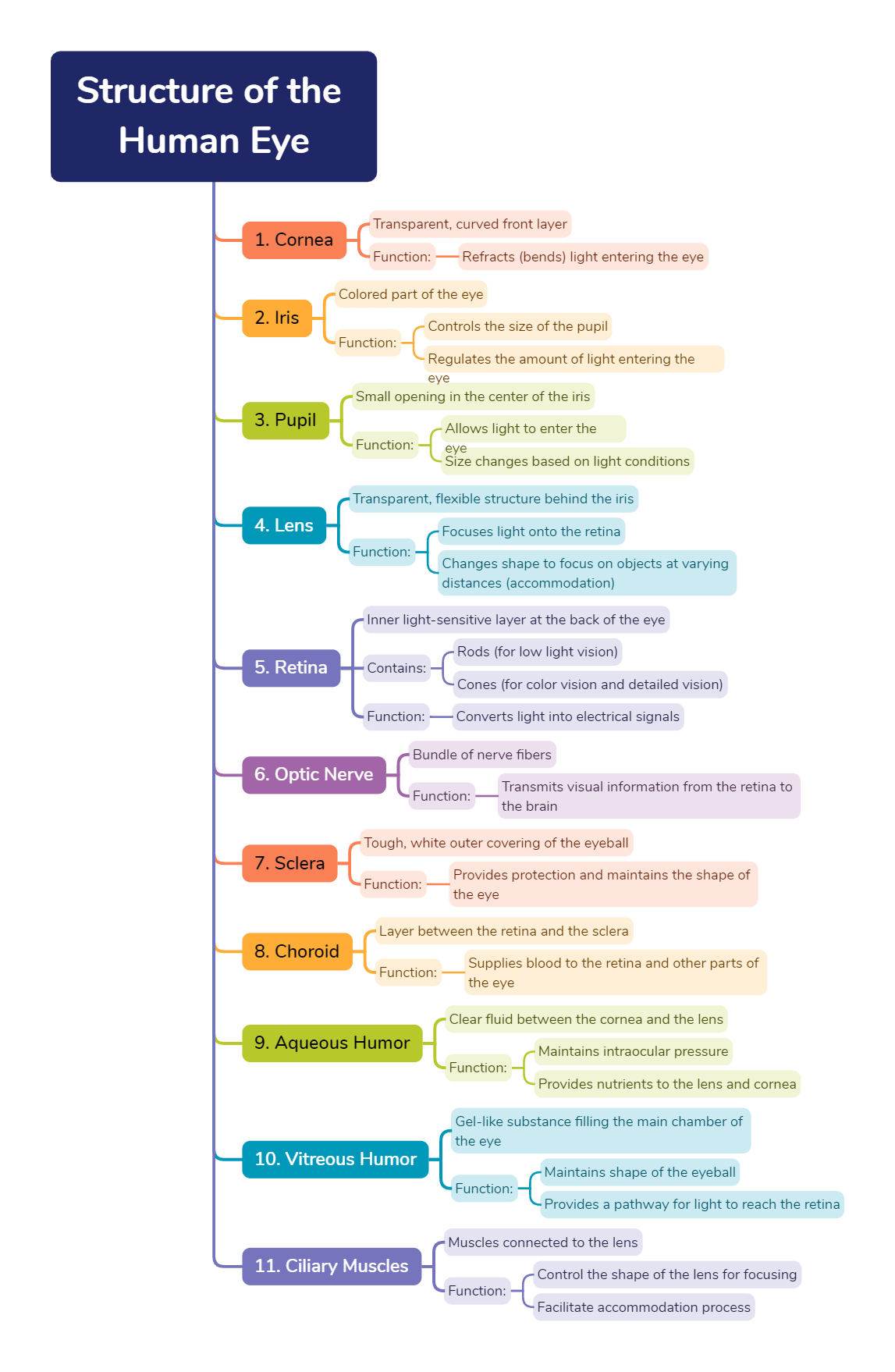 Human Eye and Colourful World Class 10 Notes: Science Chapter 10
