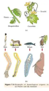 Evidences For Evolution - physicscatalyst's Blog