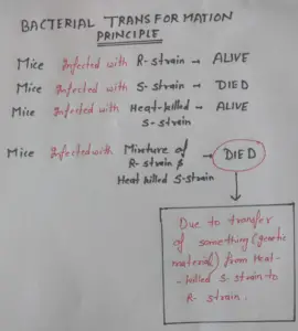 Transforming Principle By Frederick Griffith - physicscatalyst's Blog