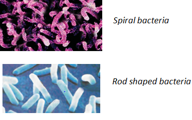 Spiral Bacteria Diagram
